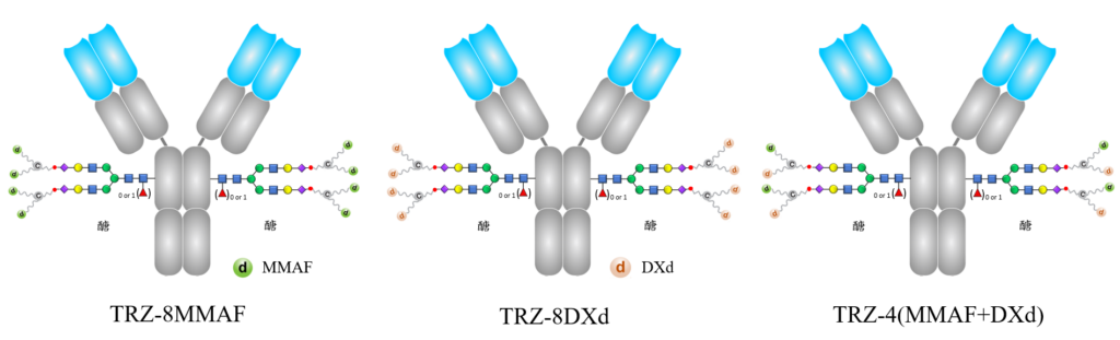 CHO-TEM 抗體藥物複合體 – T-E Meds