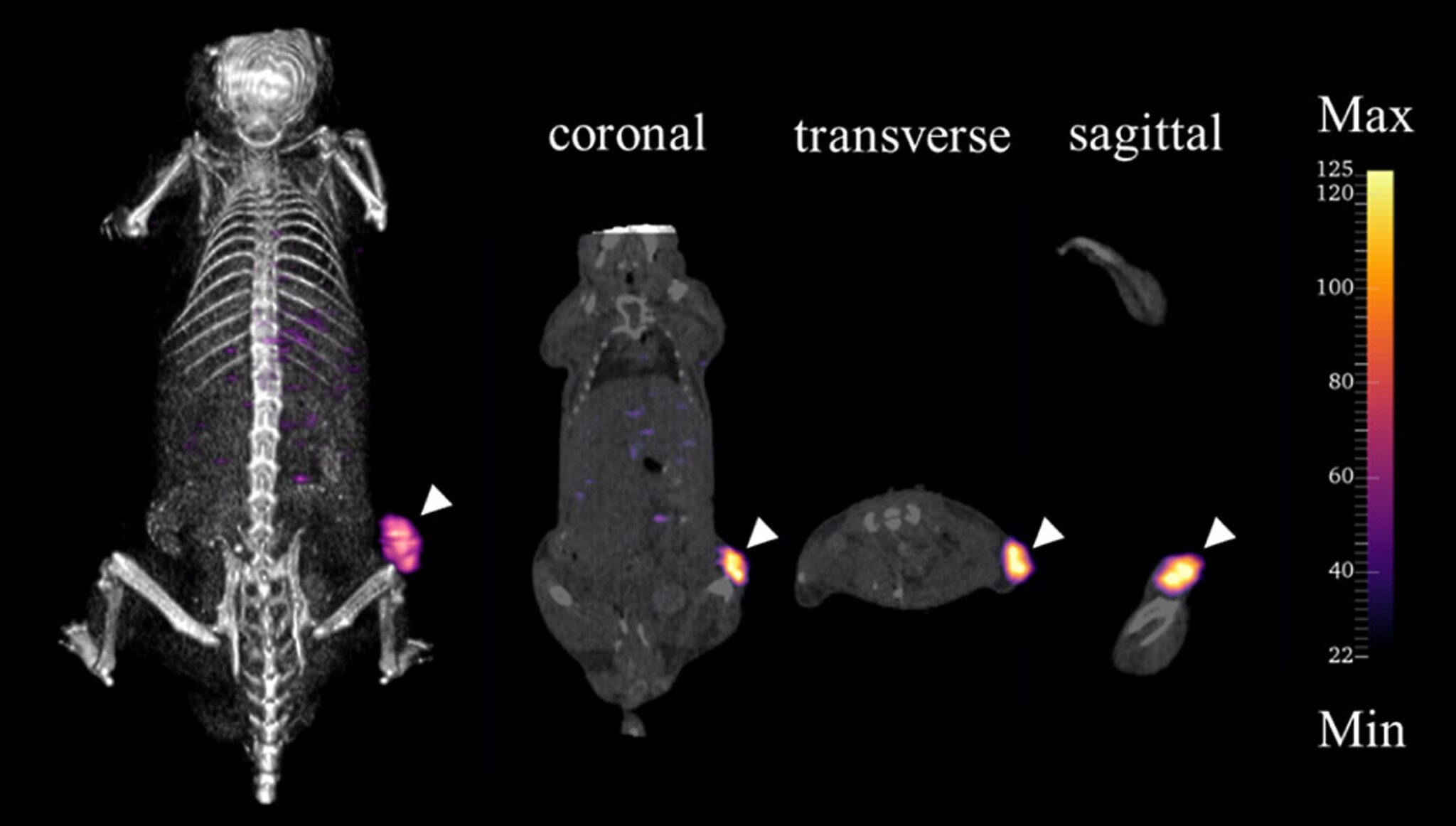 Anti-CA19-9 ARC – T-E Meds